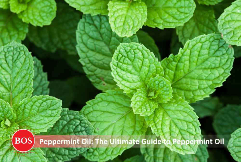 The Ultimate Guide to Peppermint Oil - BOS Natural Flavors
