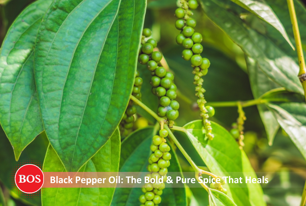 Black Pepper Oil: The Bold & Pure Spice That Heals - BOS Natural Flavors